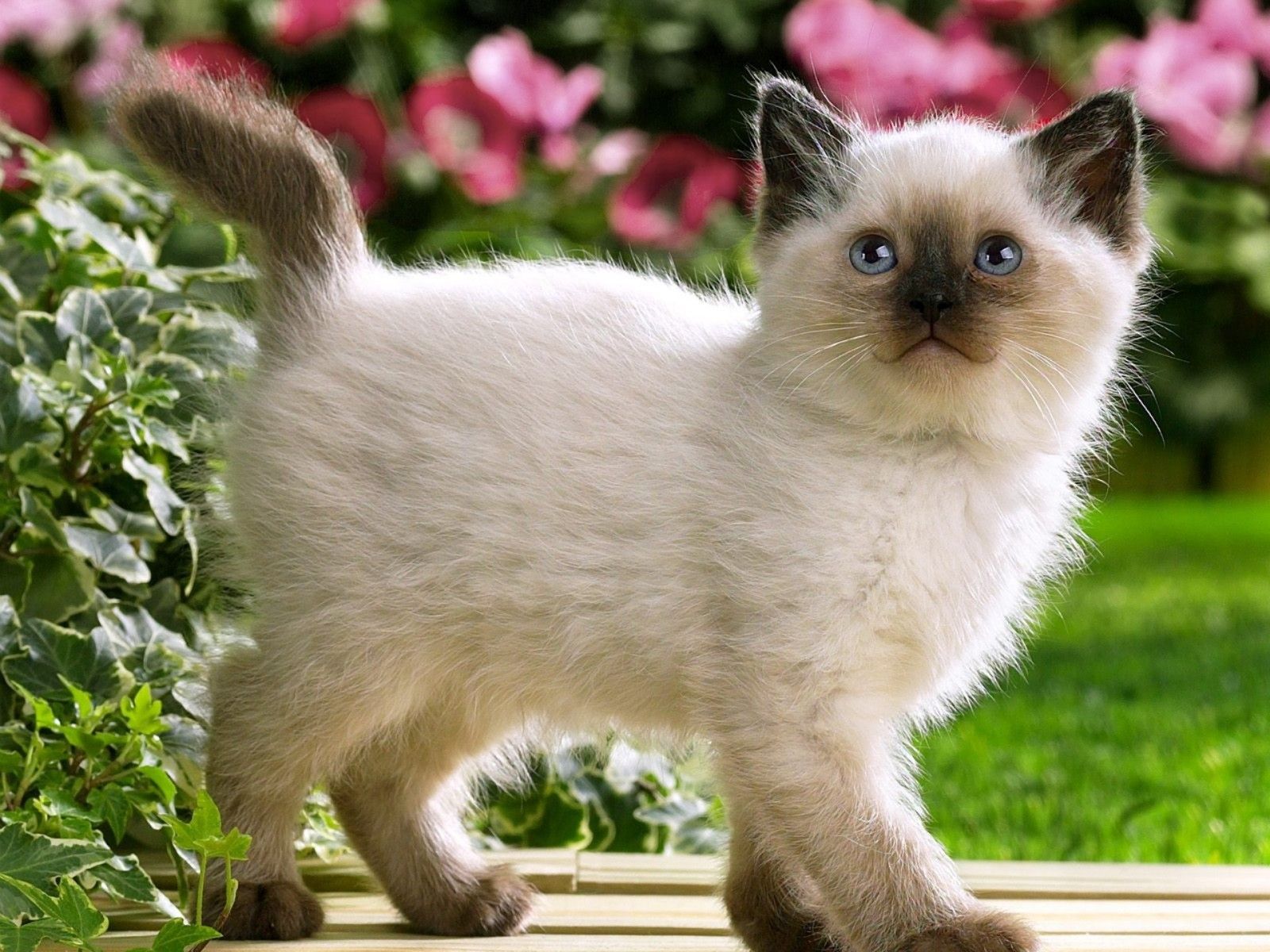 ONG Adote Um Gato